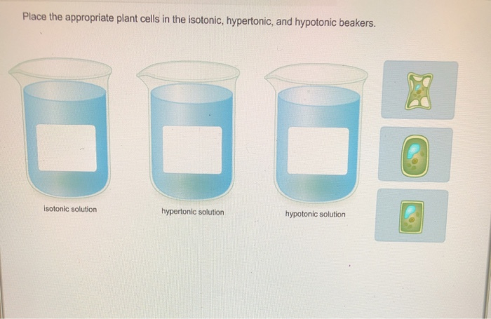 Solved Place the appropriate plant cells in the isotonic, | Chegg.com