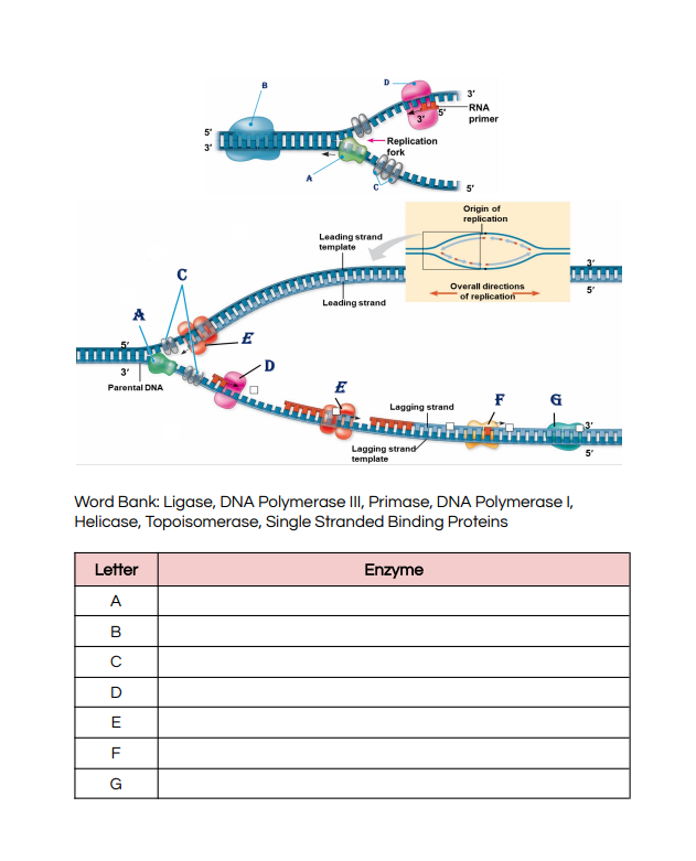 Solved Word Bank: Ligase, DNA Polymerase III, Primase, DNA | Chegg.com