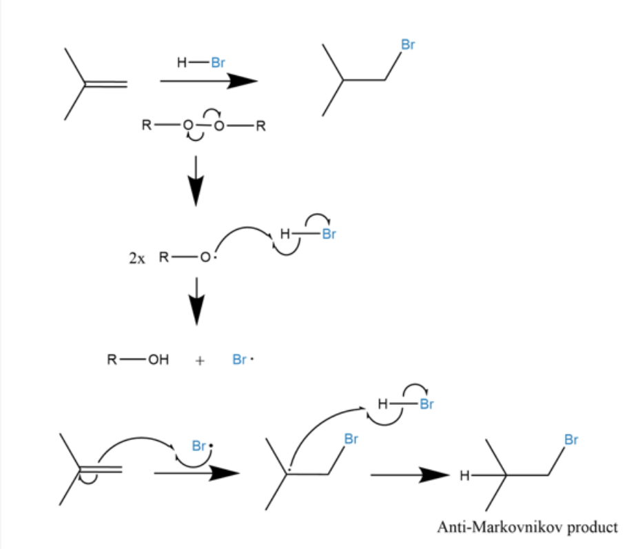 Solved Why do you suppose this mechanism leads to the | Chegg.com