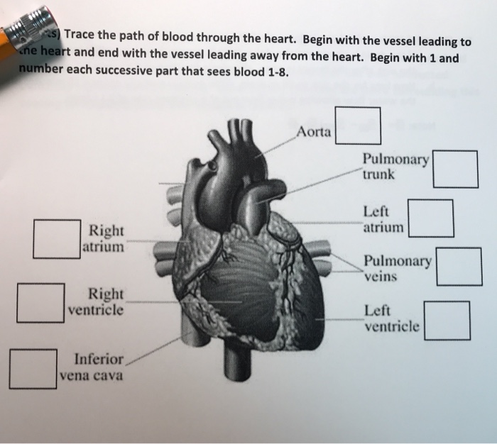 Solved Trace the path of blood through the heart. Begin with | Chegg.com
