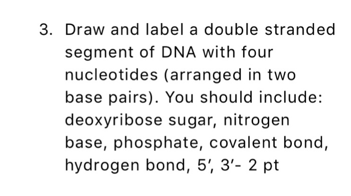Solved 3. Draw and label a double stranded segment of DNA | Chegg.com