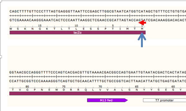 Solved 5. In lab, you amplified the GFP coding sequence by | Chegg.com