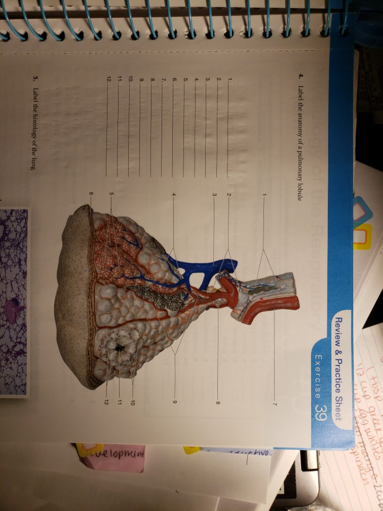 Solved Review & Practice Sheet Exercise 4. Label the anatomy | Chegg.com
