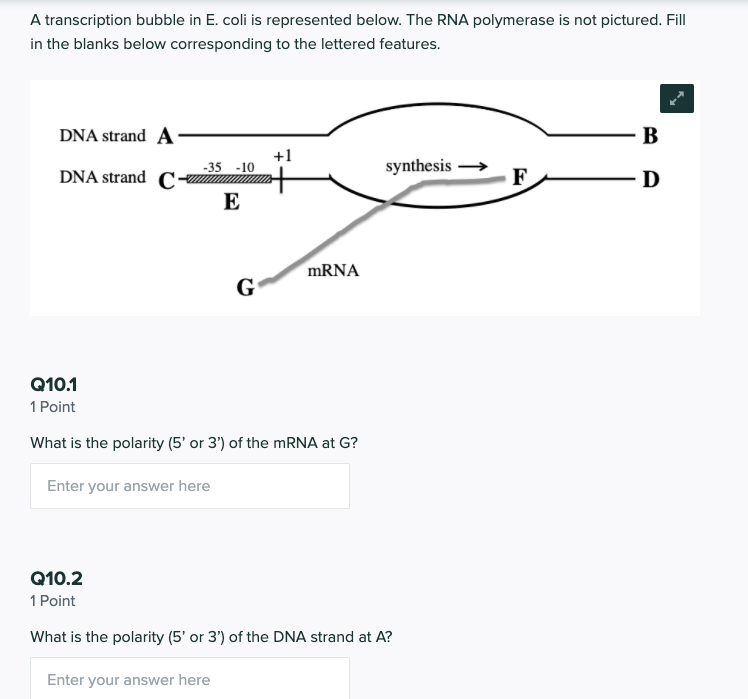 Solved A transcription bubble in E. coli is represented | Chegg.com