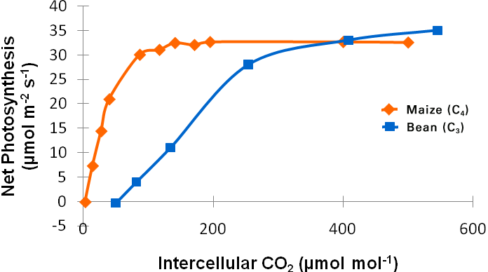 Solved The rate of photosynthesis was measured for two | Chegg.com