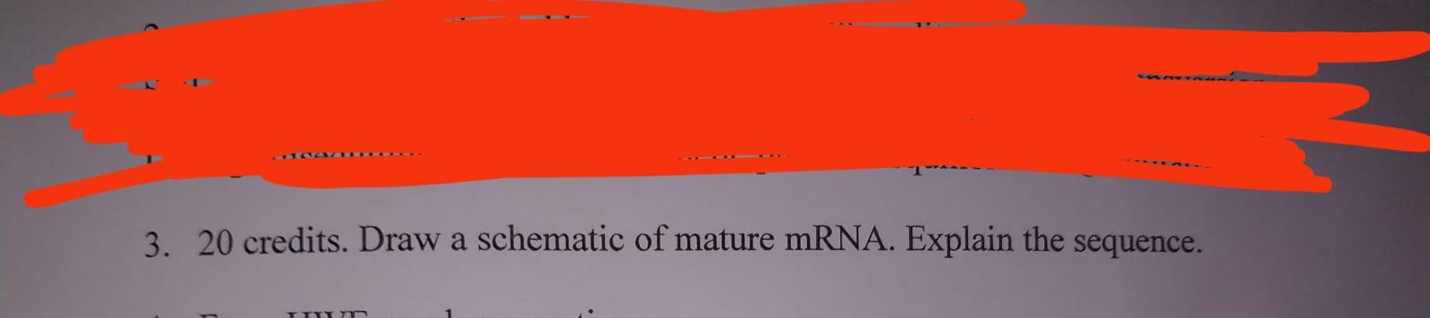 Solved 3. 20 credits. Draw a schematic of mature mRNA. | Chegg.com