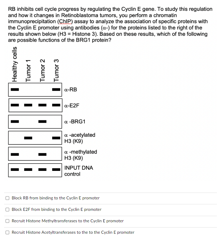 Solved RB inhibits cell cycle progress by regulating the | Chegg.com