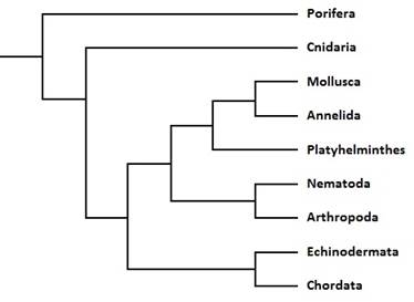 Solved According to the cladogram in the previous question, | Chegg.com