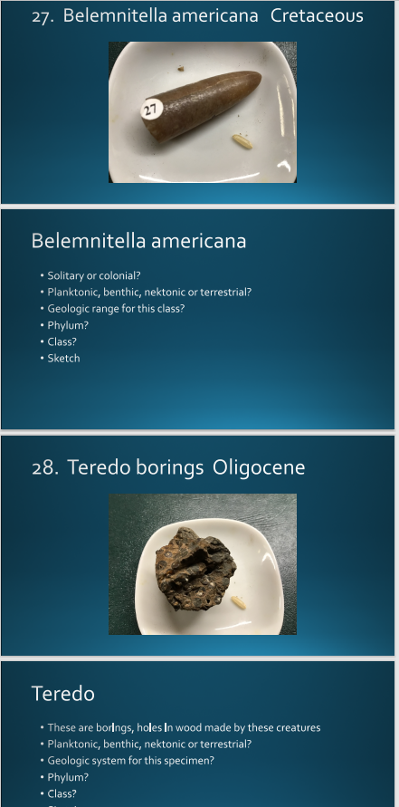 Solved 27. Belemnitella americana Cretaceous 27 Belemnitella | Chegg.com