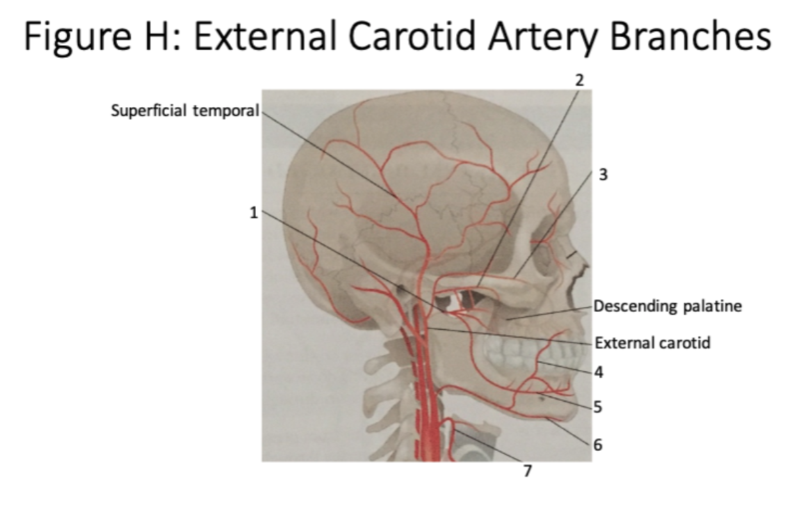 Solved Figure G: External Carotid Artery Branches Deep | Chegg.com