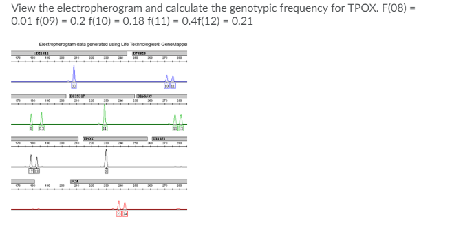 View the electropherogram and calculate the genotypic | Chegg.com