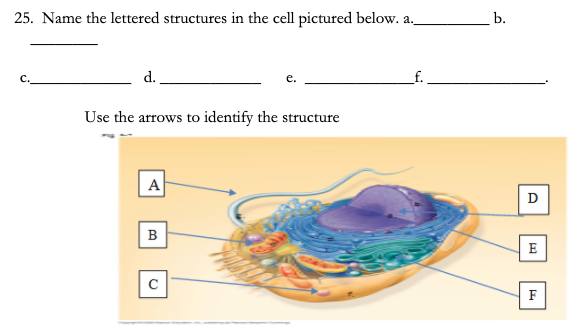 Solved 25. Name the lettered structures in the cell pictured | Chegg.com