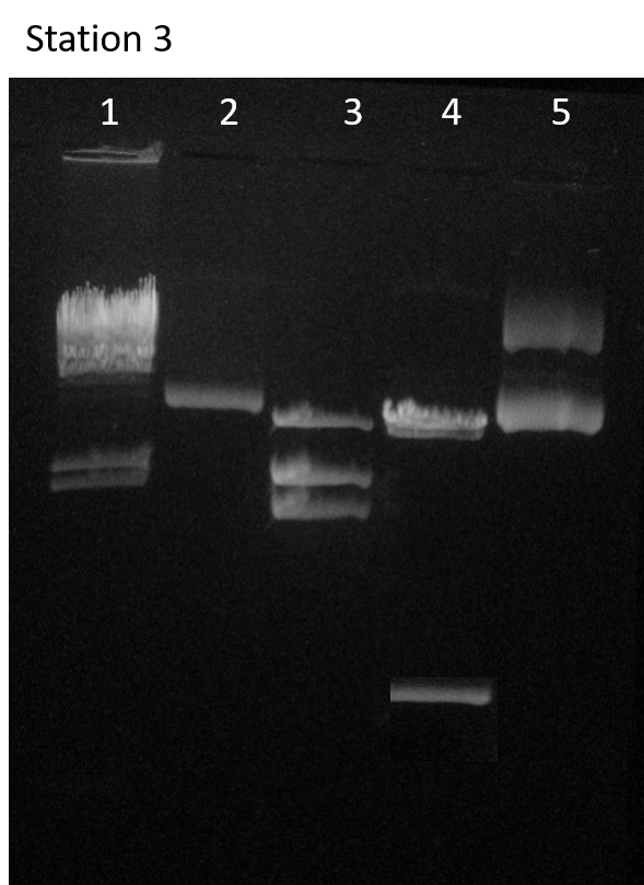 Solved Lane 1: Lambda HindIII Ladder Lane 2: Undigested | Chegg.com
