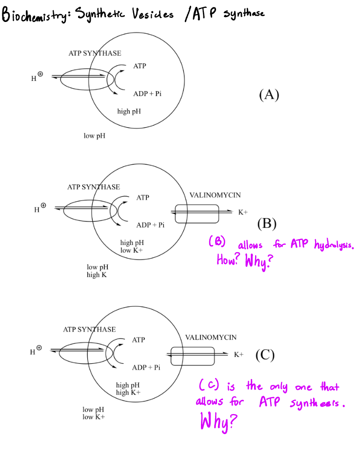 Solved Biochemistry: Synthetic Vesicles /ATP synthase (A) B) | Chegg.com