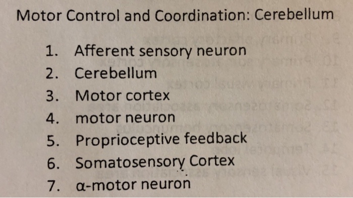 Solved Motor Control and Coordination: Cerebellum 1. | Chegg.com
