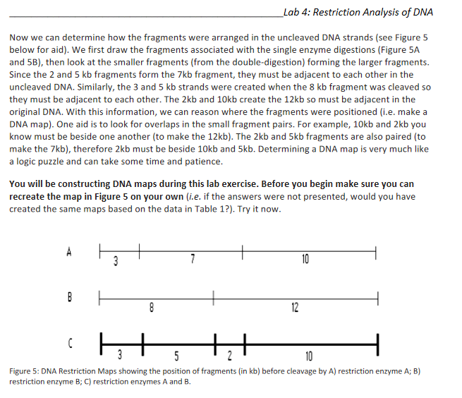 Laboratory 4: Restriction Analysis of DNA . Learning | Chegg.com