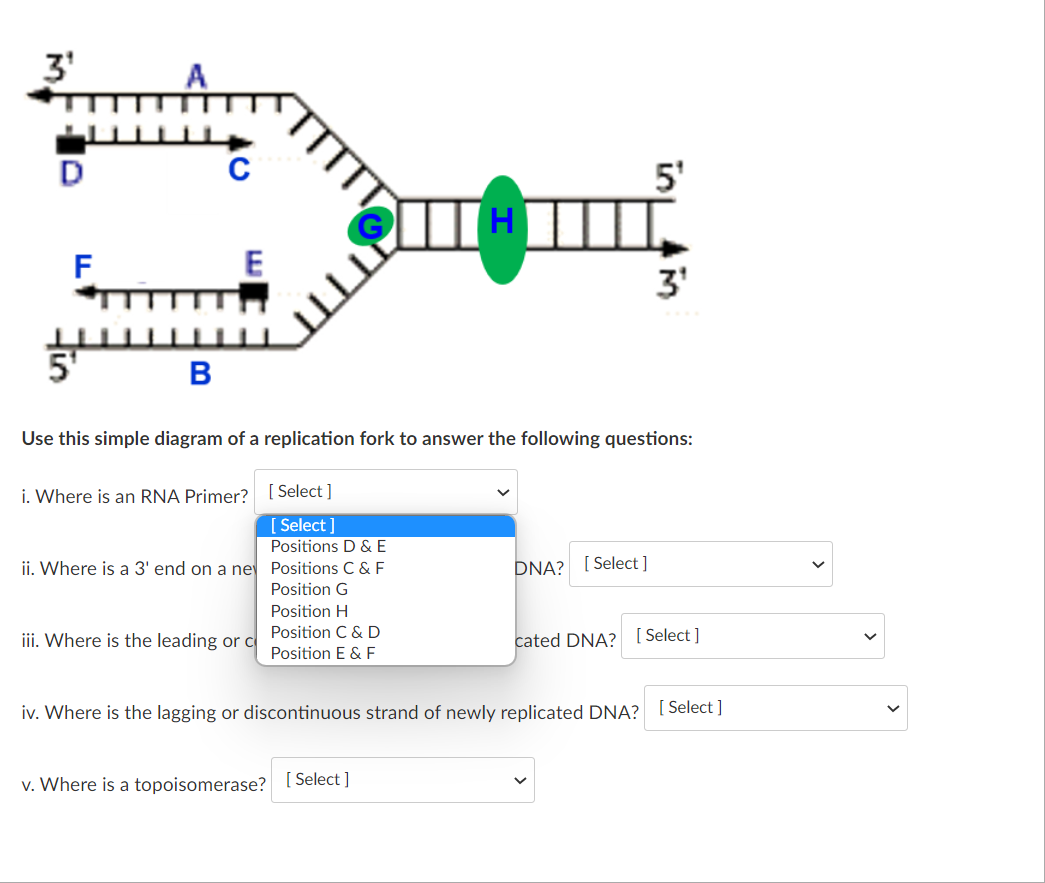 Solved Use this simple diagram of a replication fork to | Chegg.com