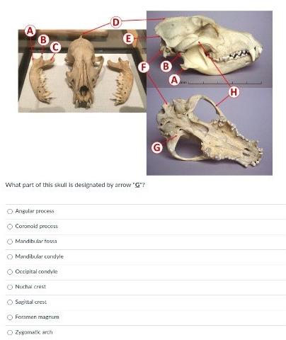 Solved What part of this skull is designated by arrow " G′′ | Chegg.com