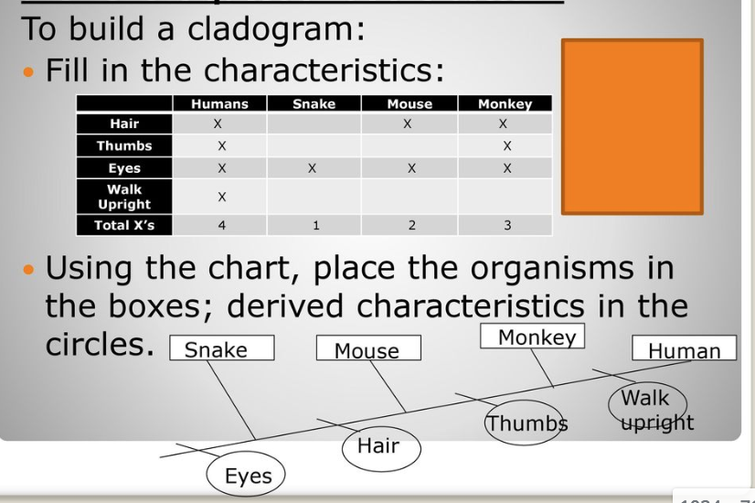 Solved fill out this cladogram using the info from the slide | Chegg.com