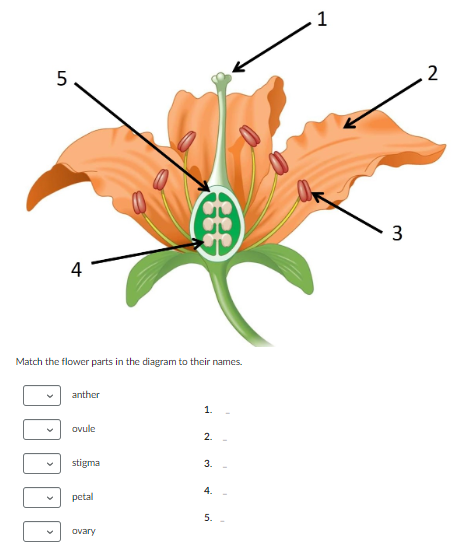 Solved Match the flower parts in the diagram to their names. | Chegg.com