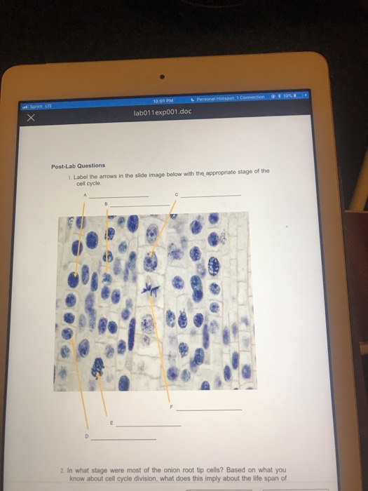 Solved * 19%.ai 9:59 PM lab011exp001.doc Mitosis Experiment | Chegg.com