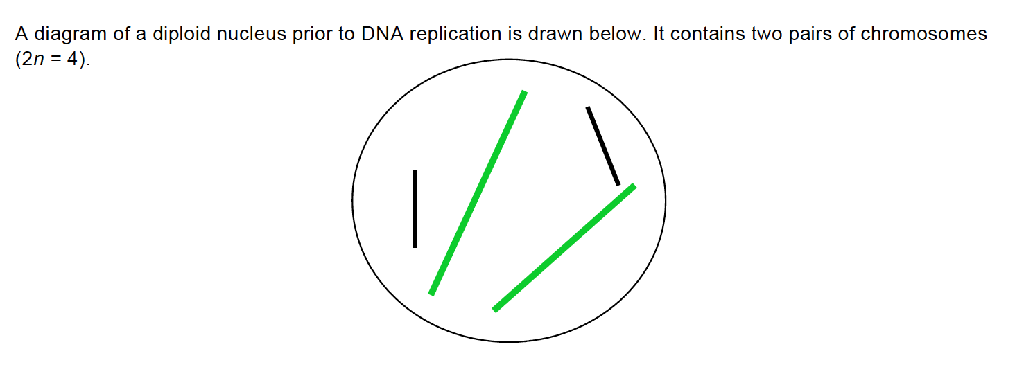 Solved A diagram of a diploid nucleus prior to DNA | Chegg.com