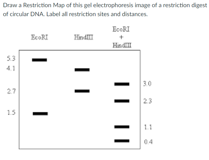 Solved Draw A Restriction Map Of This Gel Electrophoresis