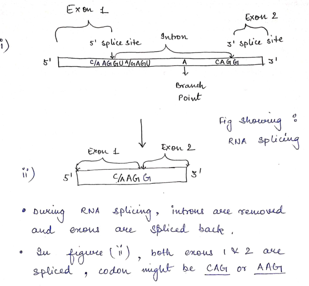 Solved Identify and show the start codon in the mature mRNA | Chegg.com