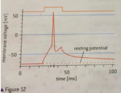 Solved 1. The oscilloscope trace of Figure 12 was taken from | Chegg.com