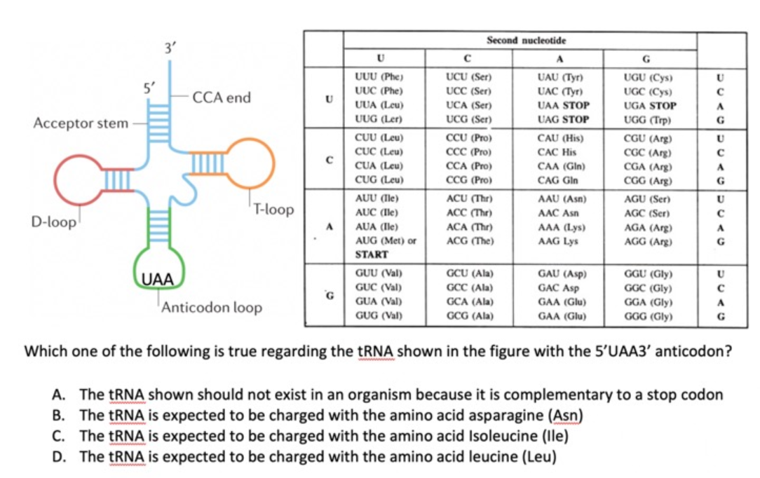 Solved Which One Of The Following Is True Regarding The Trna