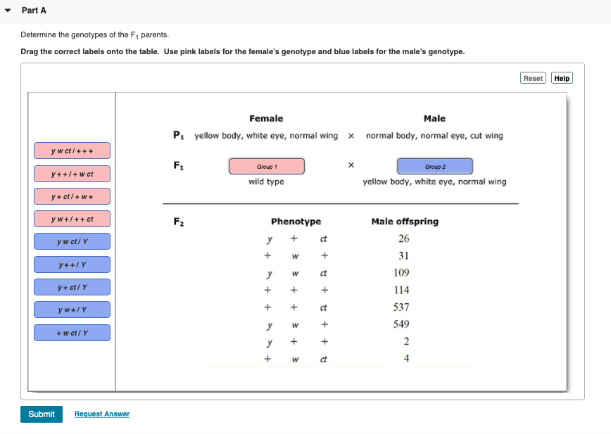 Solved A cross in Drosophila involved the recessive, | Chegg.com