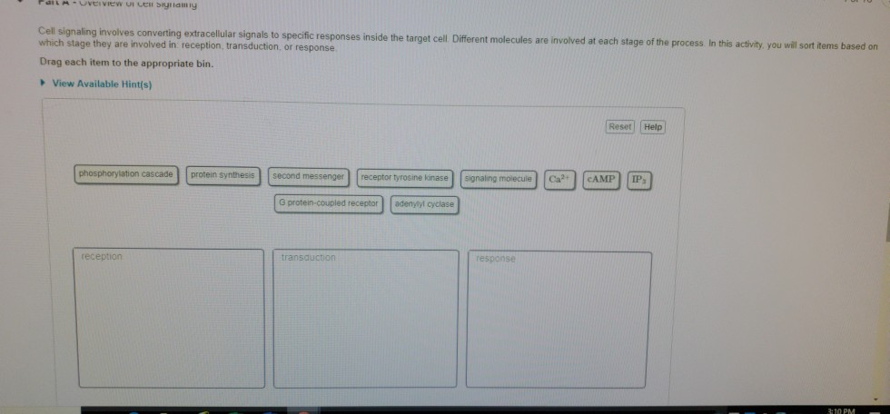 Solved Cell signaling which stage they are involved in | Chegg.com