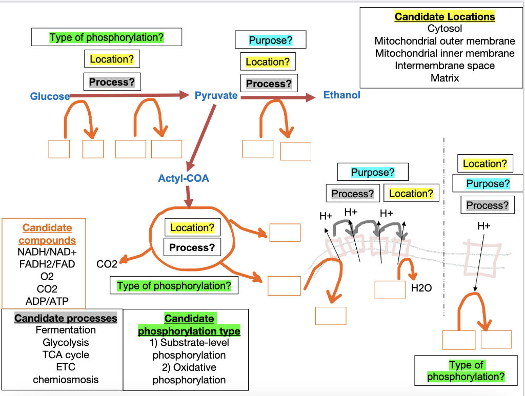 Solved Draw concept map for respiration. Describe the | Chegg.com