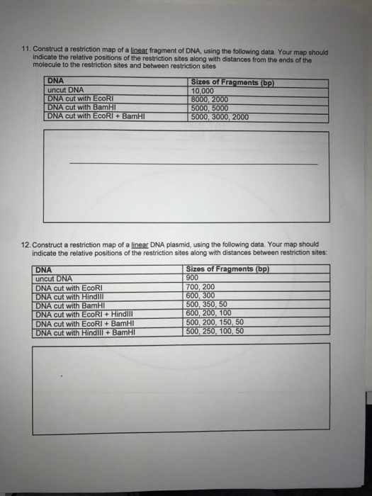 Solved Construct a restriction map of a linear fragment of | Chegg.com