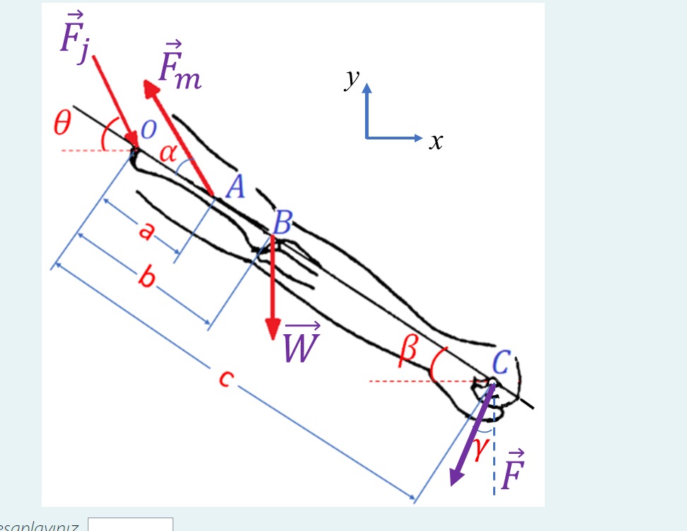 Solved The forces acting on the arm of an athlete doing | Chegg.com