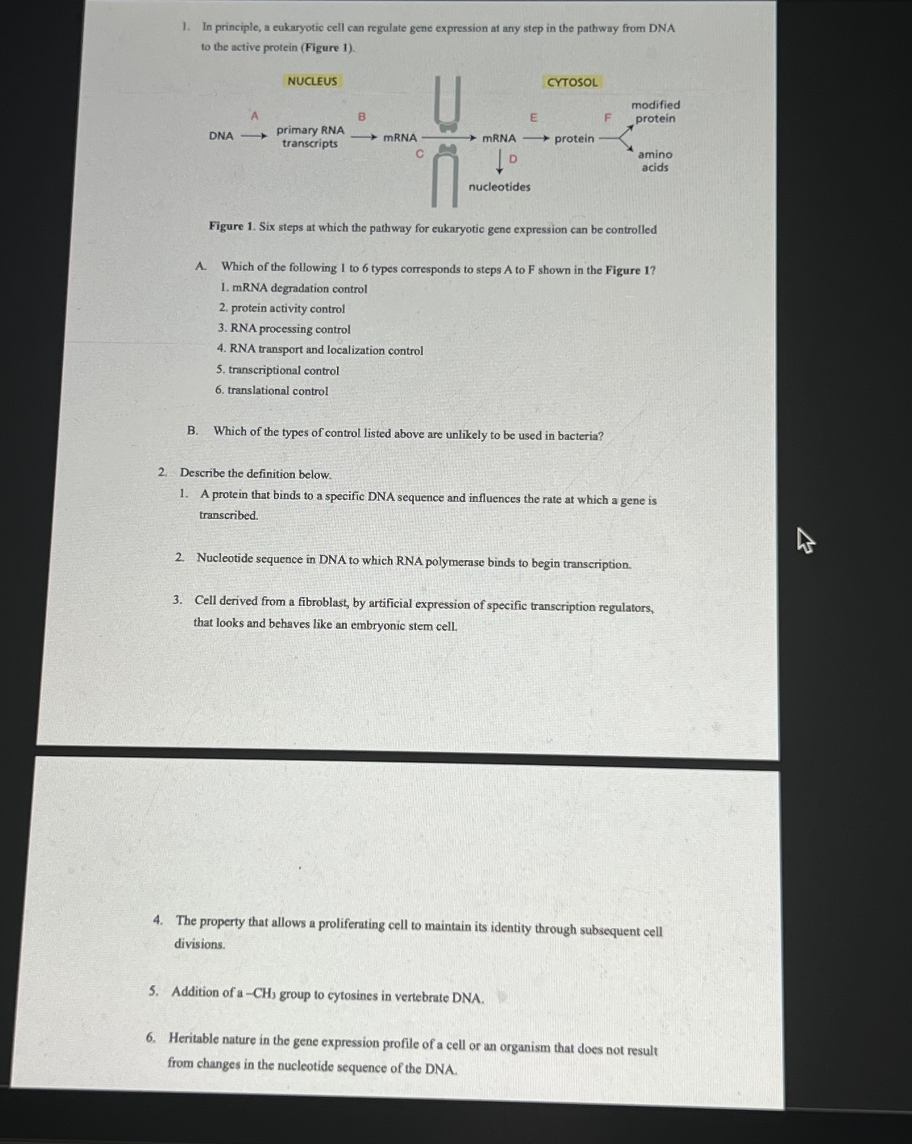Solved 1. In principle, a eukaryotic cell can regulate gene | Chegg.com
