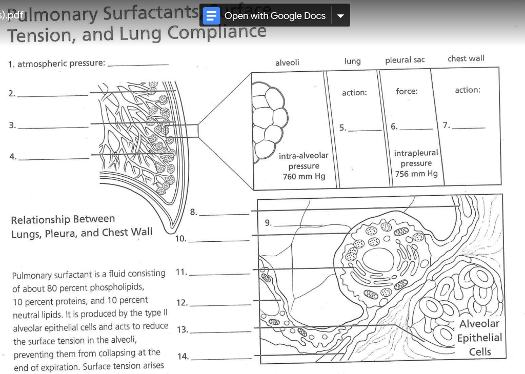 Solved .pdalmonary Surfactants Open with Google Docs | Chegg.com