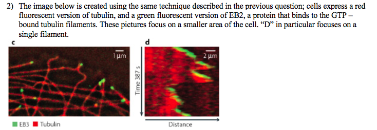 Solved If you found a tubulin mutation that increased the | Chegg.com