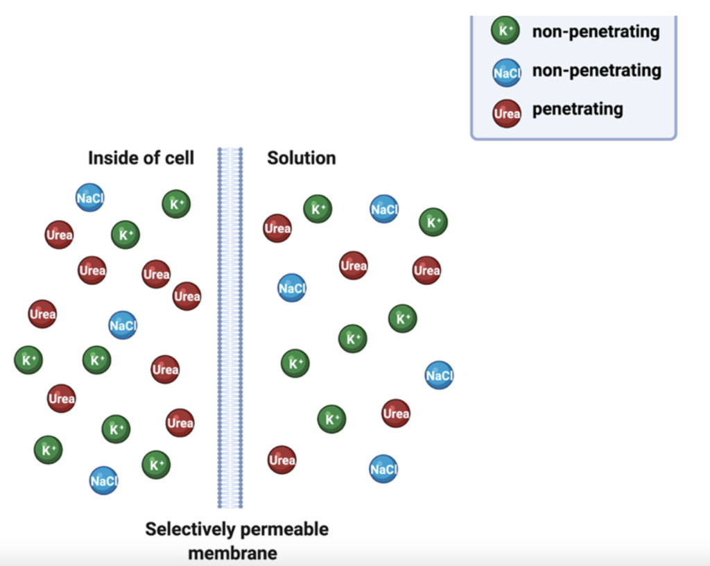 Solved A cell with a selectively permeable membrane is in a | Chegg.com