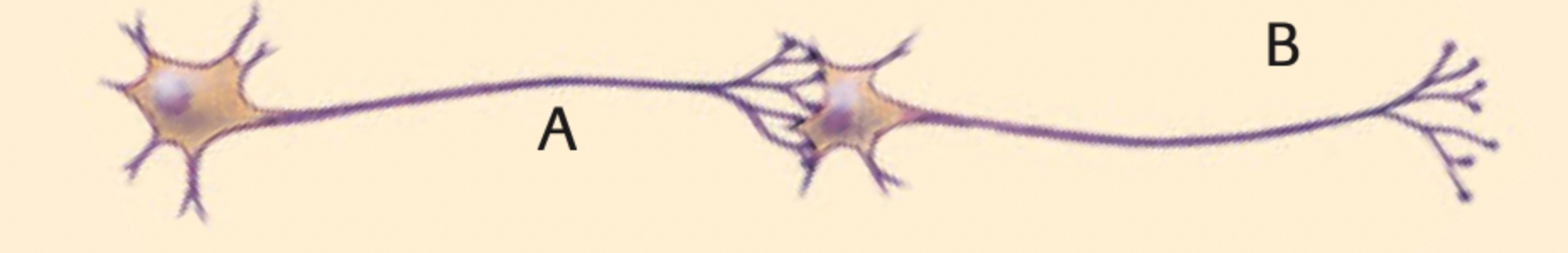 Solved Use the synapse model in Figure 15 ﻿to explain why | Chegg.com