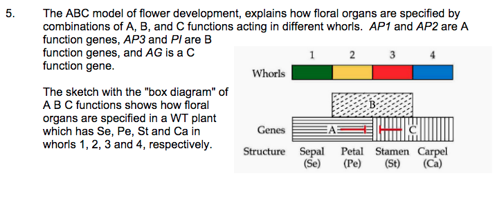 Solved The ABC model of flower development, explains how | Chegg.com