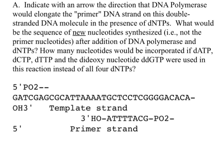 Solved Indicate with an arrow the direction that DNA | Chegg.com