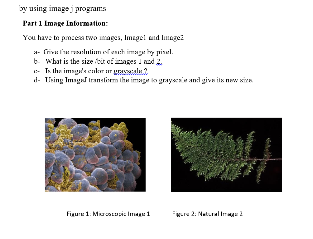 by using image j programs Part 1 Image Information: | Chegg.com