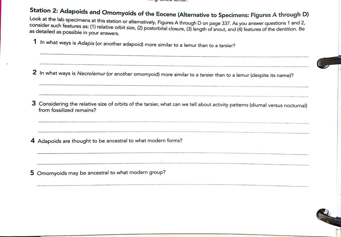 Solved Station 2: Adapoids and Omomyoids of the Eocene | Chegg.com