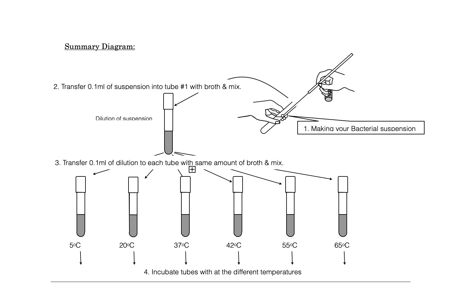 Growth of Bacterial Cultures Bacterial multiplication | Chegg.com