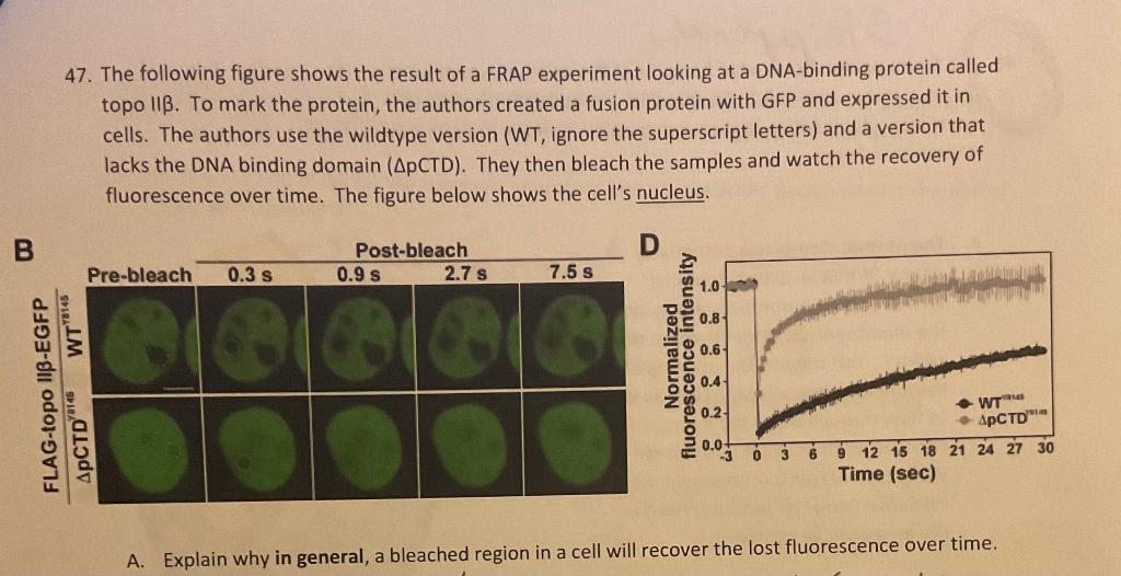 Solved 17. The following figure shows the result of a FRAP | Chegg.com