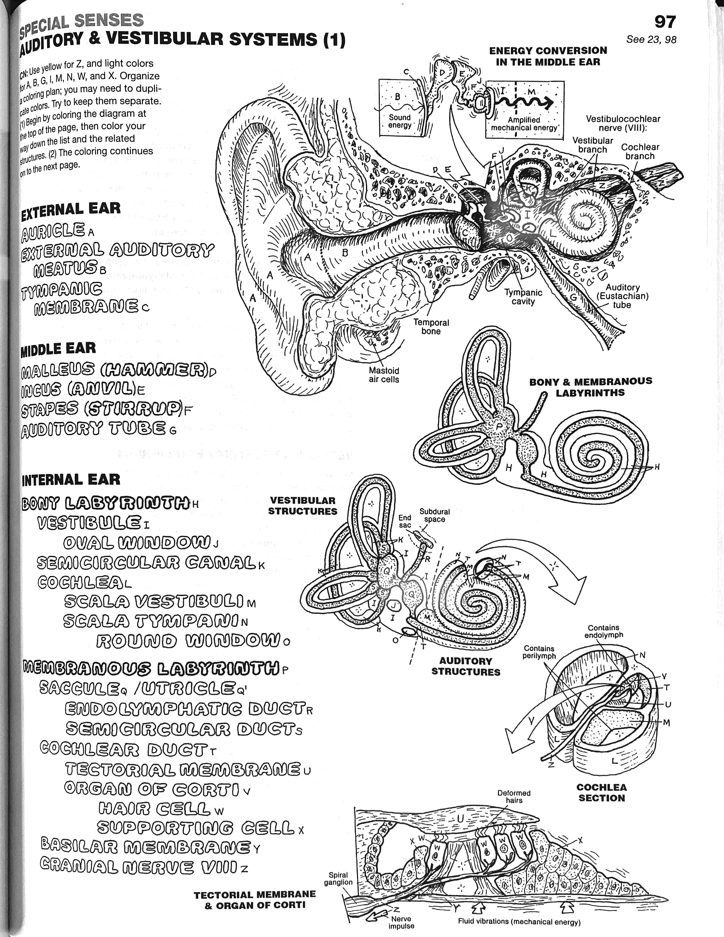Ear Anatomy Coloring Page