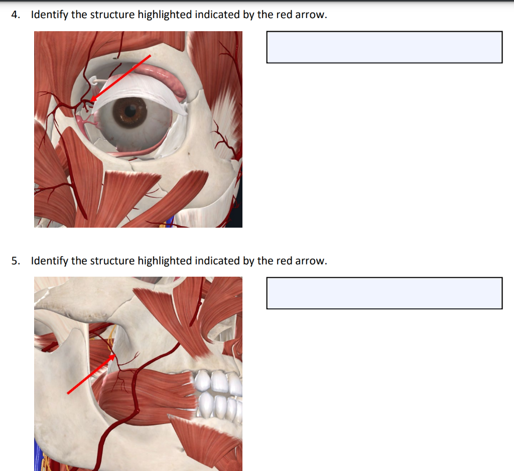 Solved 4. Identify the structure highlighted indicated by | Chegg.com