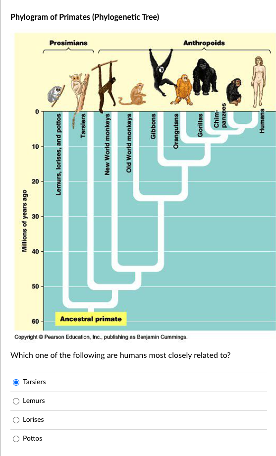 Primate Phylogenetic Tree