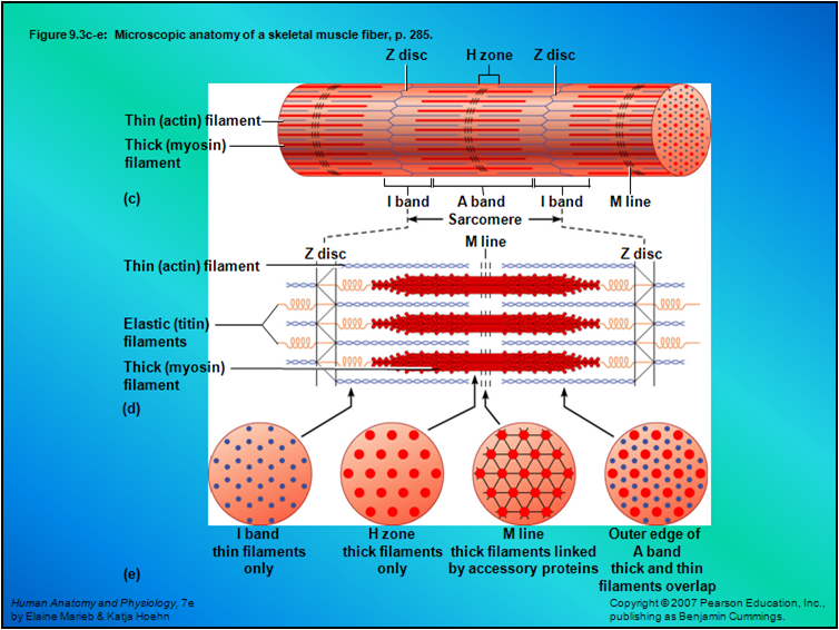 Skeletal Muscle Cell Diagram Microscope